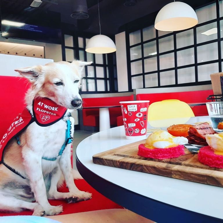 The Top 5 indoor pet-friendly cafes & restaurants – Flopster